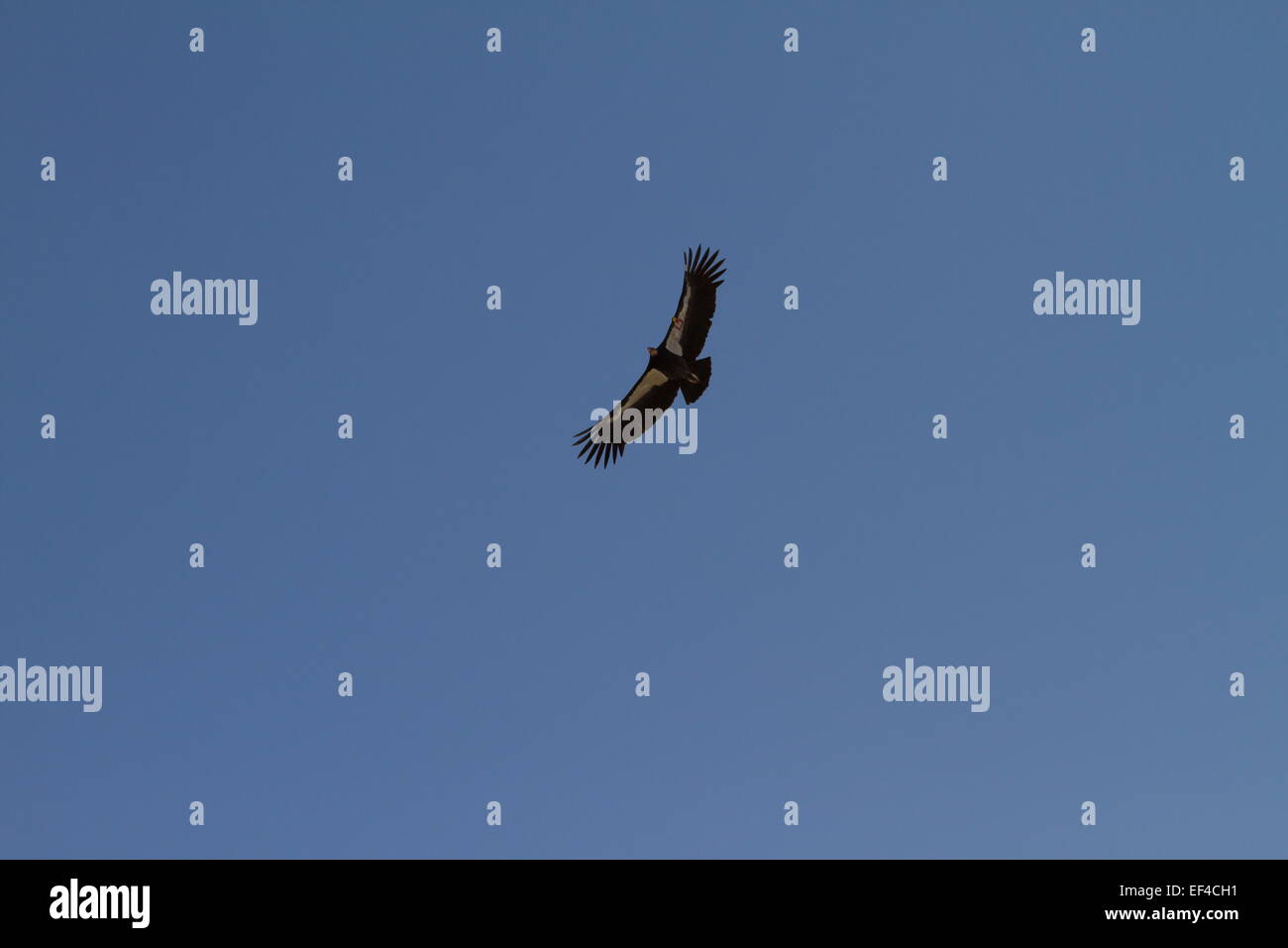 California condors in big sur hi-res stock photography and images - Alamy