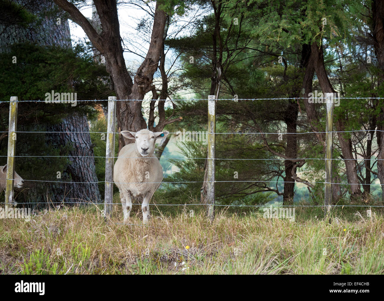Single sheep looking through a wire boundary fence Stock Photo - Alamy