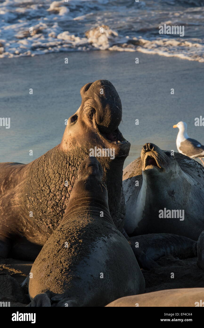 Marine and land based animals hi-res stock photography and images - Alamy
