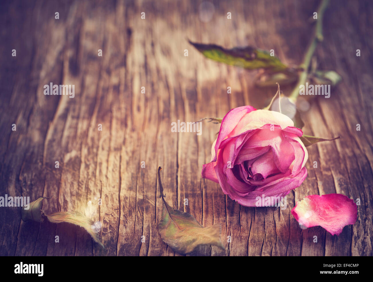 Dry Pink Rose on Wooden Background Stock Photo - Alamy