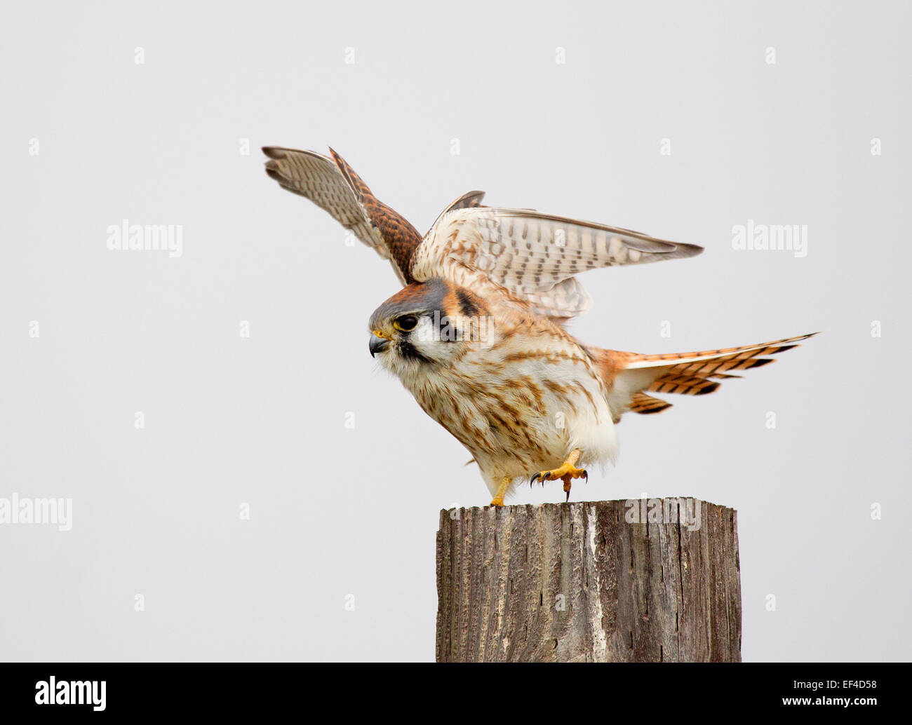 Kestrel wings hi-res stock photography and images - Alamy