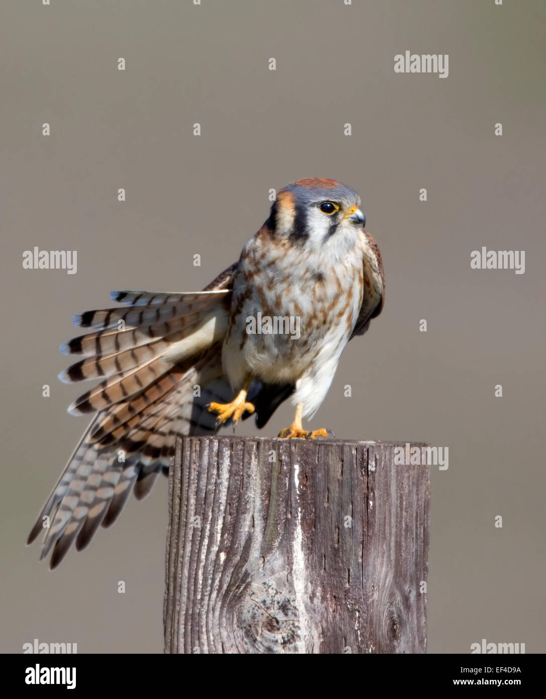 Stretching Its Tail High Resolution Stock Photography and Images - Alamy