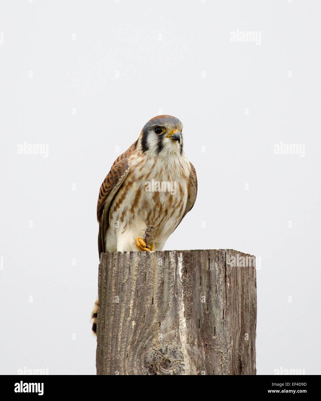 Sparrow hawk talons hi-res stock photography and images - Alamy