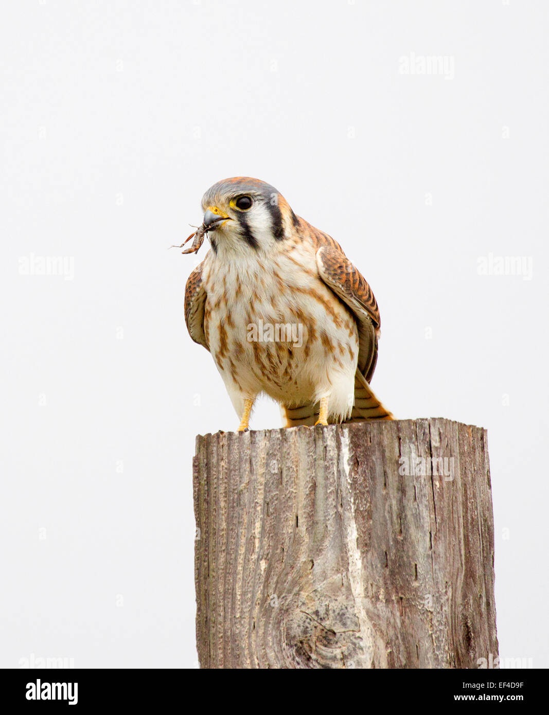 American Kestrel grasshopper in beak on fence post Stock Photo - Alamy