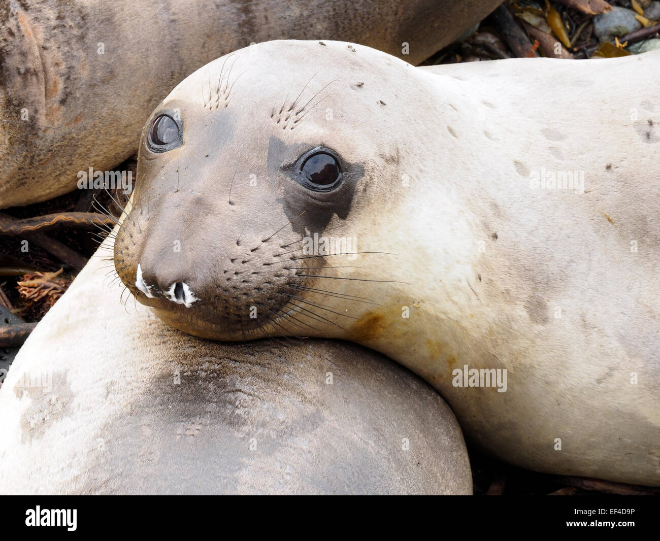Seal big eyes hi-res stock photography and images - Alamy