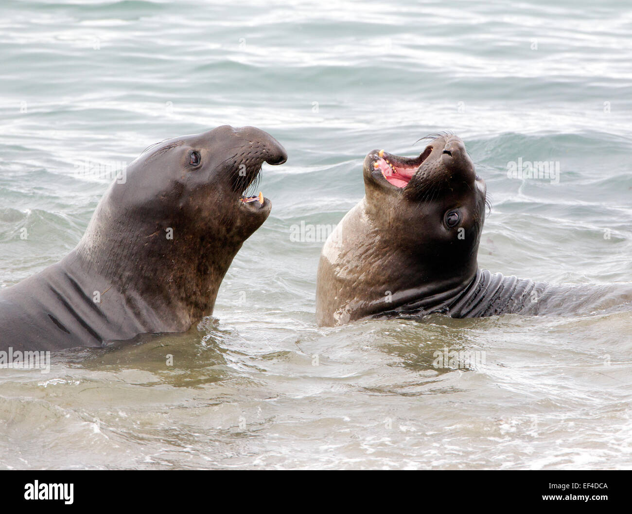 Tussling High Resolution Stock Photography and Images - Alamy
