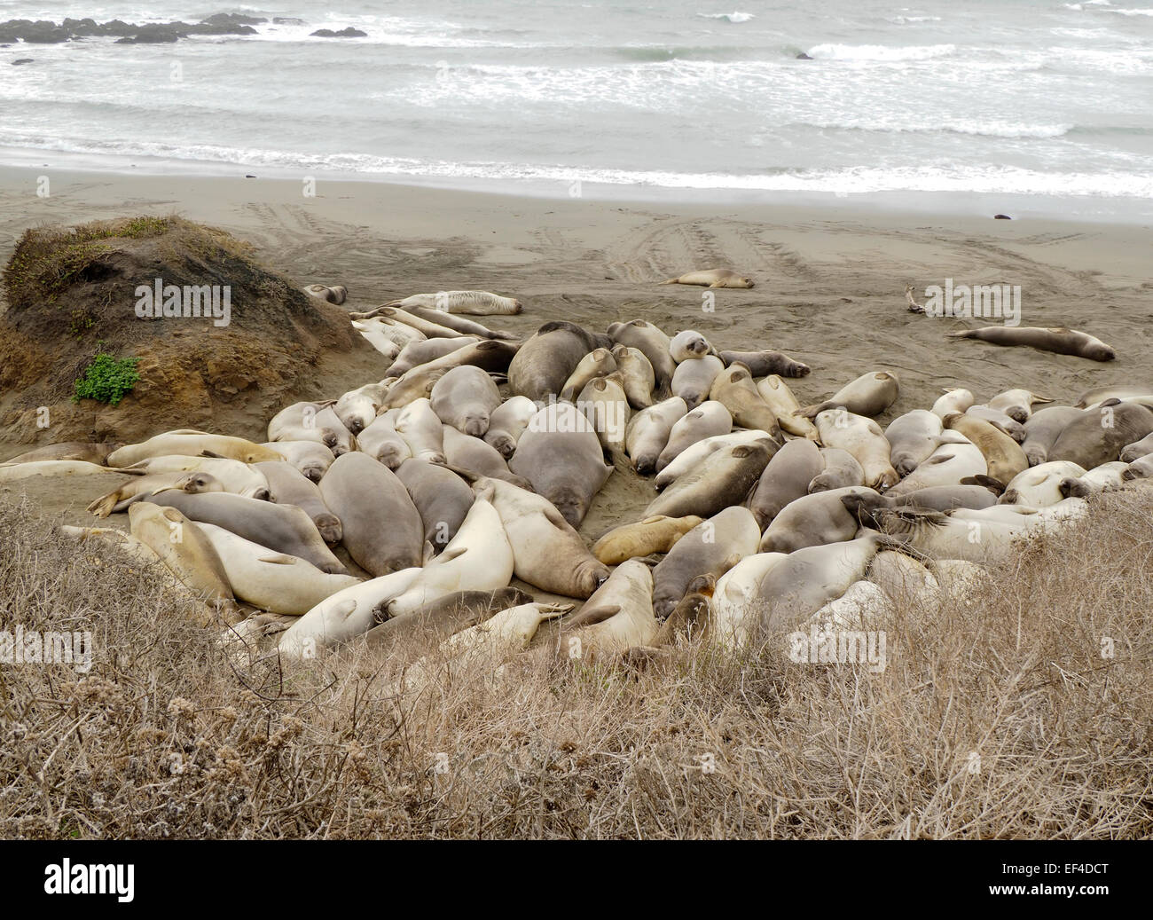 Group of seals hi-res stock photography and images - Alamy