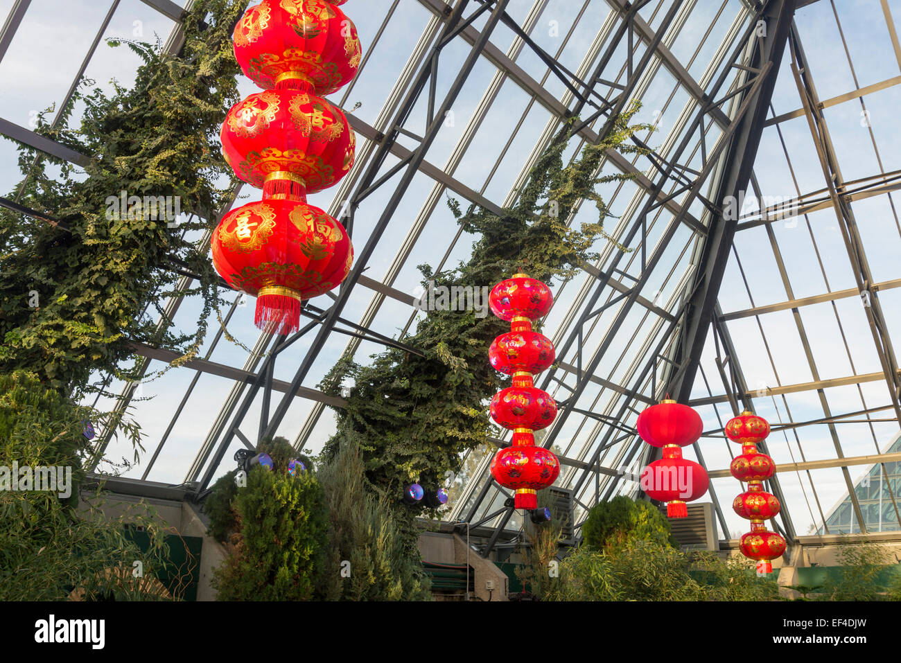Red Chinese lanterns in the feature pavilion celebrate the Chinese New ...