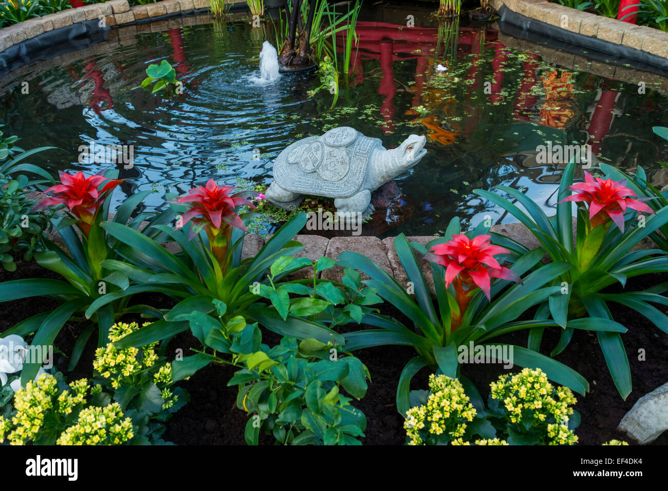 Pond in the feature pavilion, the Muttart Conservatory , Edmonton ...