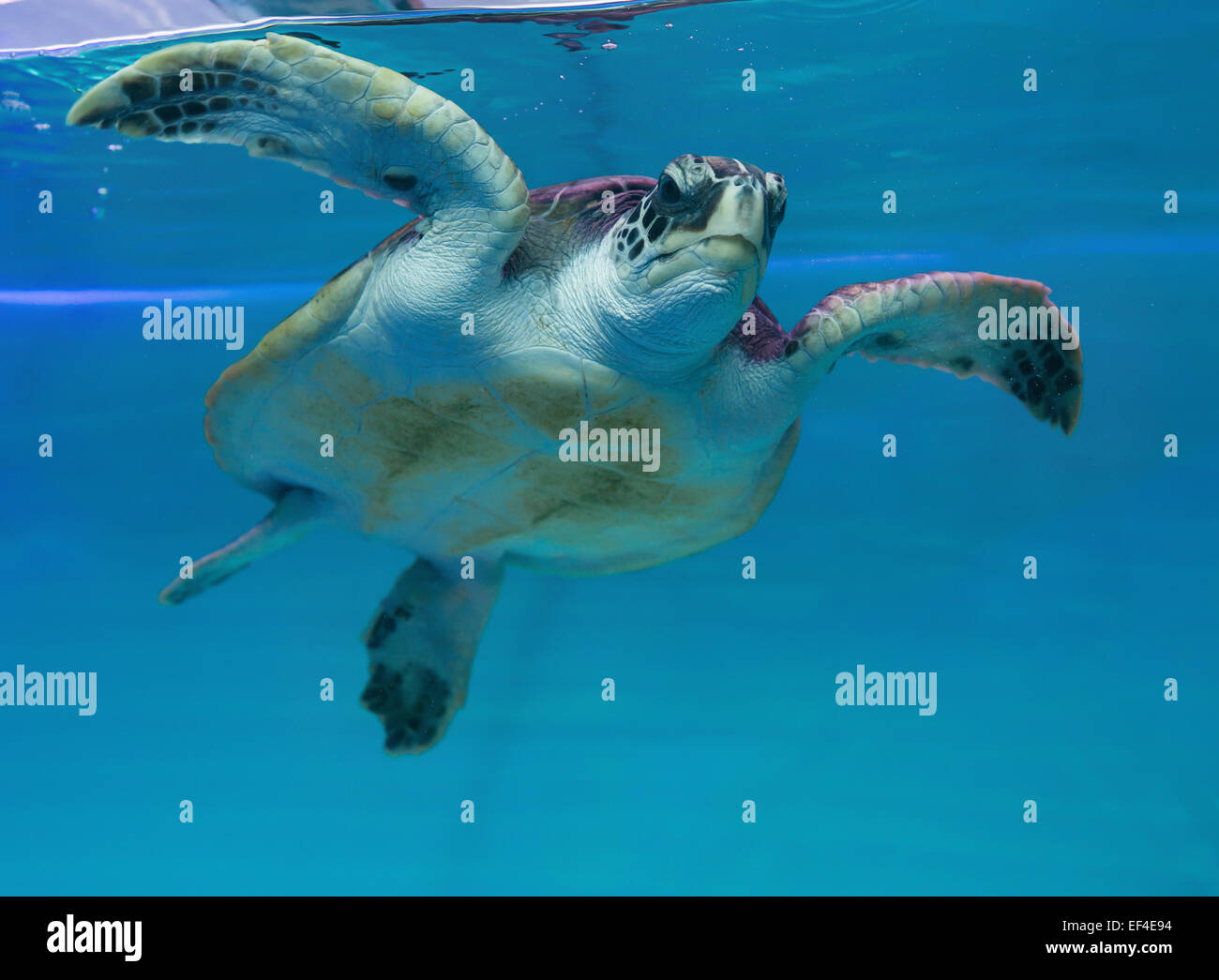 see turtle swimming in aquarium Stock Photo - Alamy