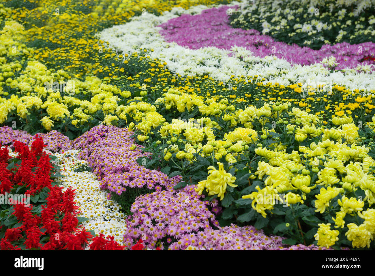 various chrysanthemum flowers Stock Photo - Alamy