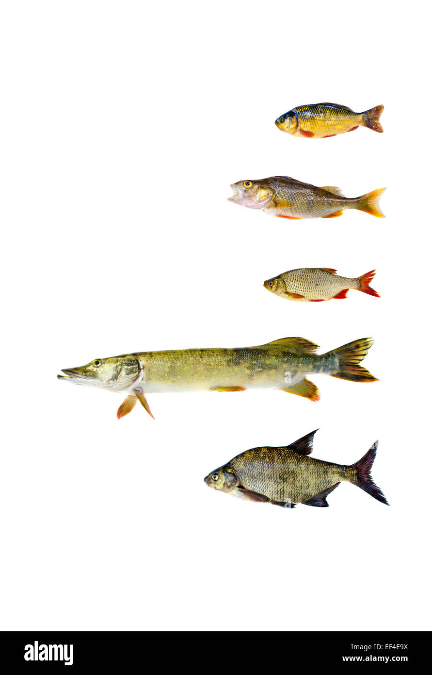 various freshwater fish isolated on white background Stock Photo - Alamy