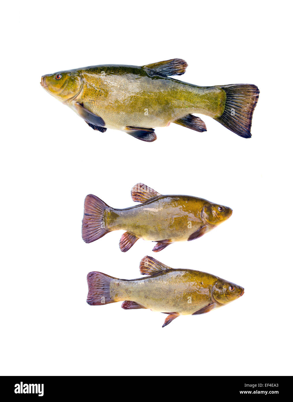 Male And Female Tench