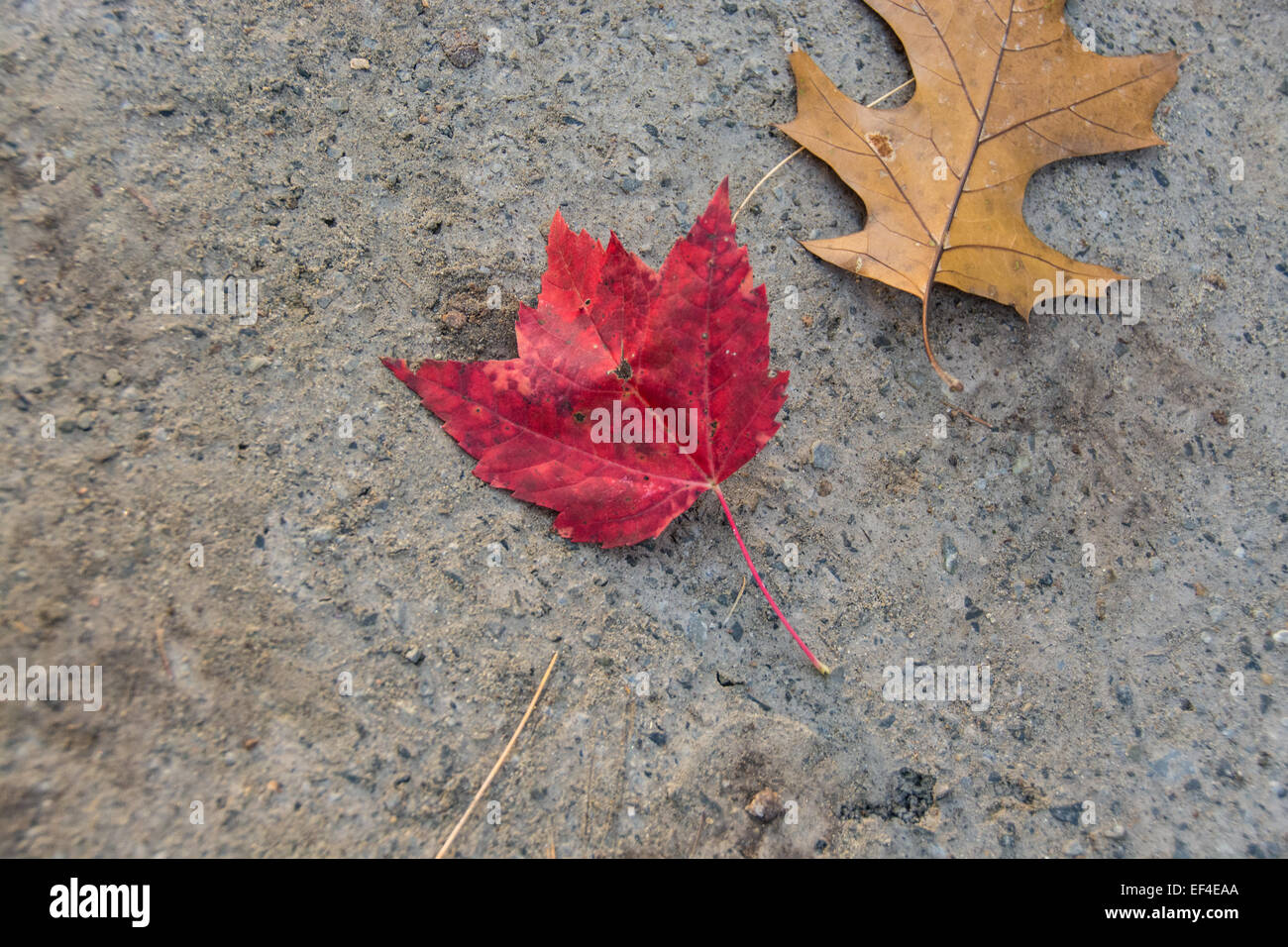 Bright red fallen Maple leaf laying on compact gravel trail Stock Photo ...