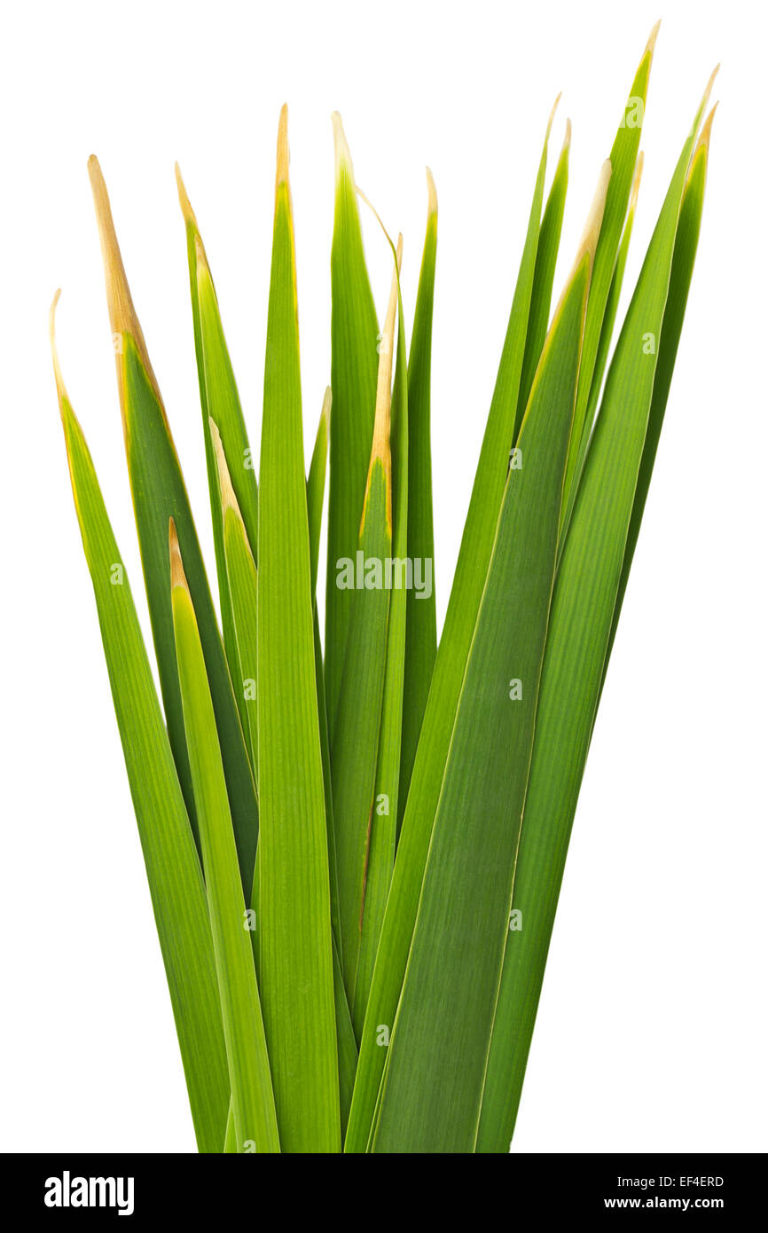 Green Leaves of Reed isolated on white background and clipping path ...