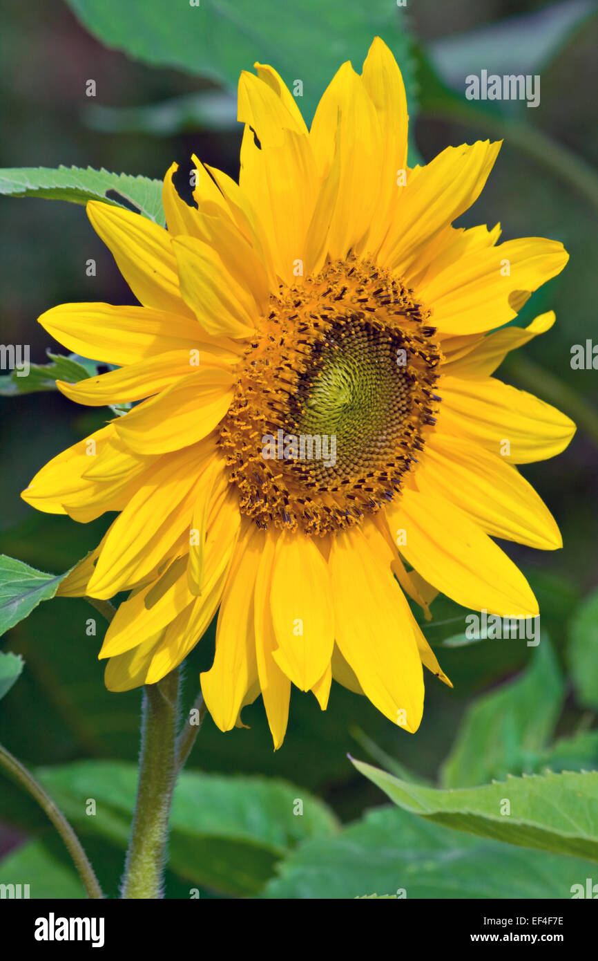 beautiful sunflower with green leaves Stock Photo - Alamy