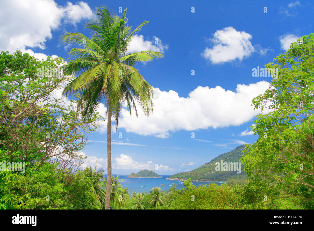 coconut palm and tropical bay Stock Photo - Alamy