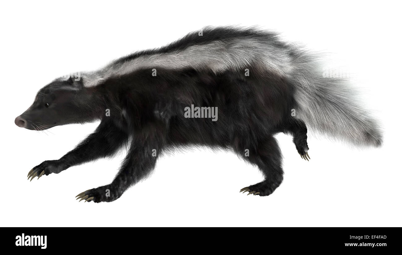 3D digital render of a running skunk isolated on white background Stock ...