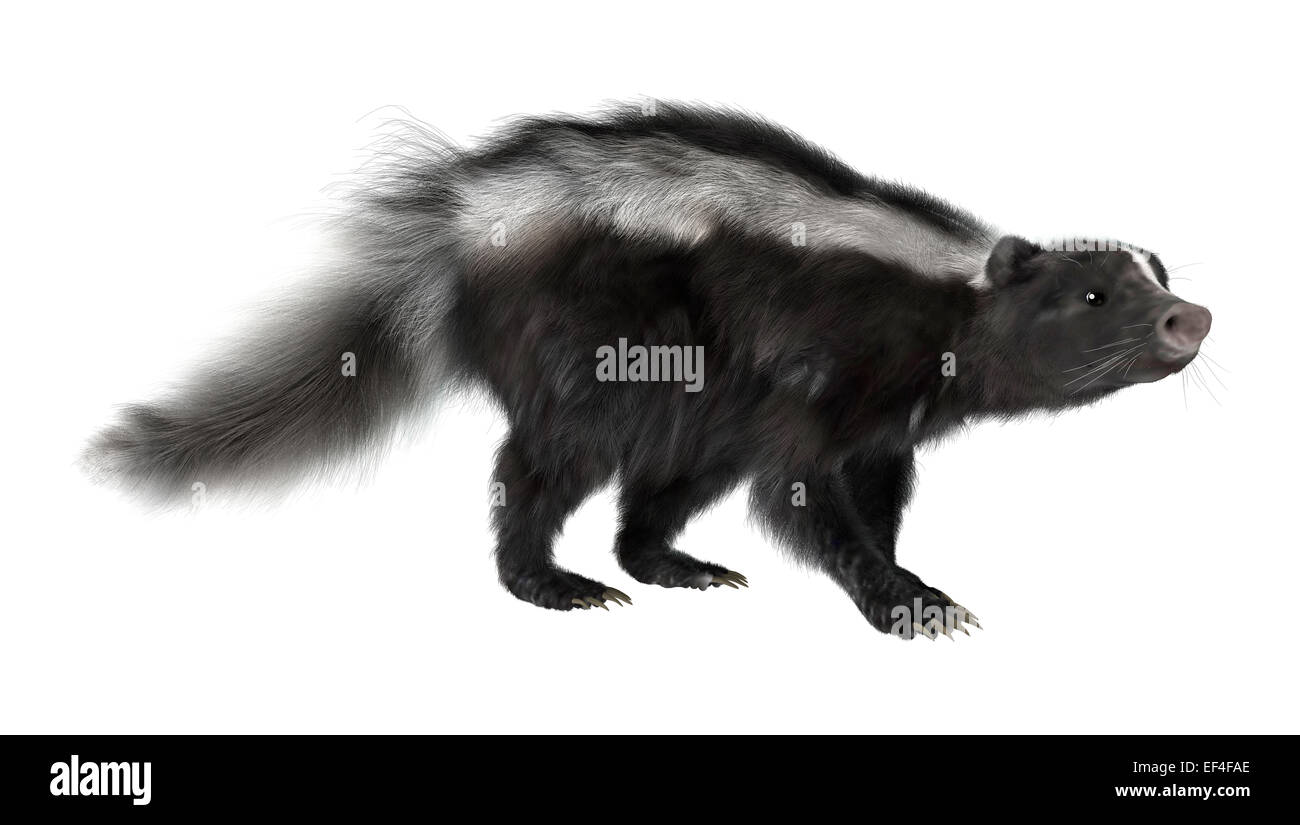 3D digital render of a skunk isolated on white background Stock Photo ...