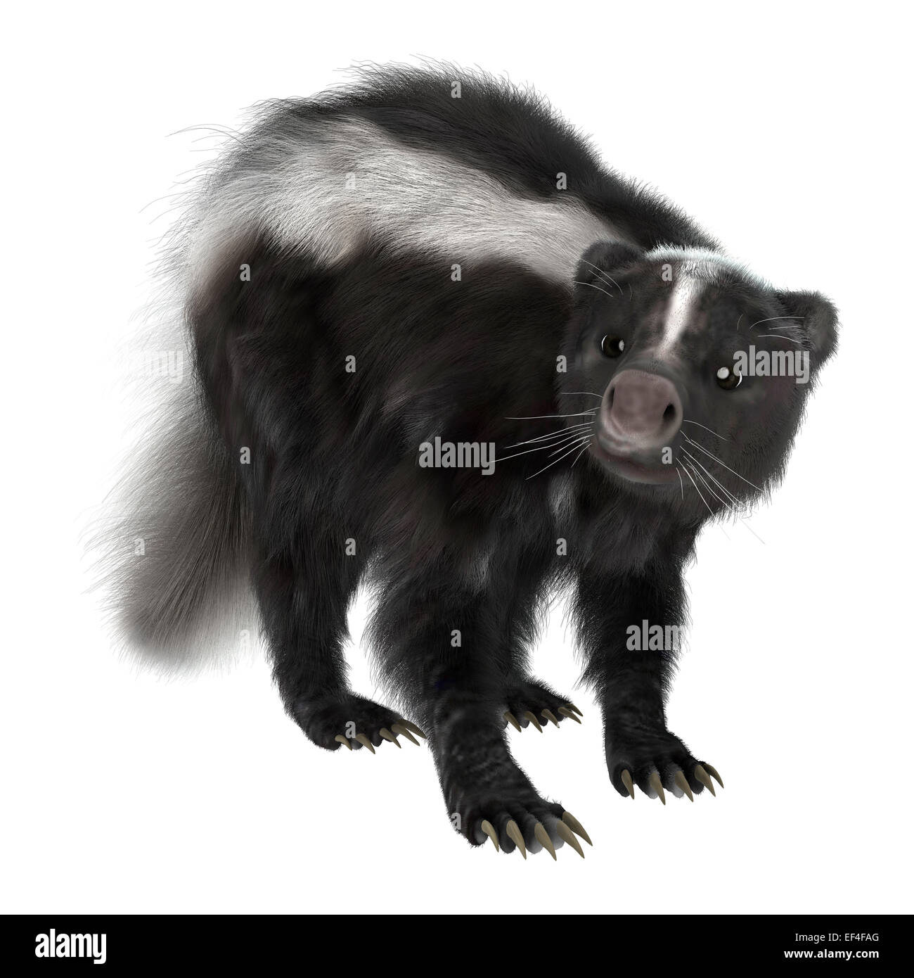 3D digital render of a skunk isolated on white background Stock Photo ...
