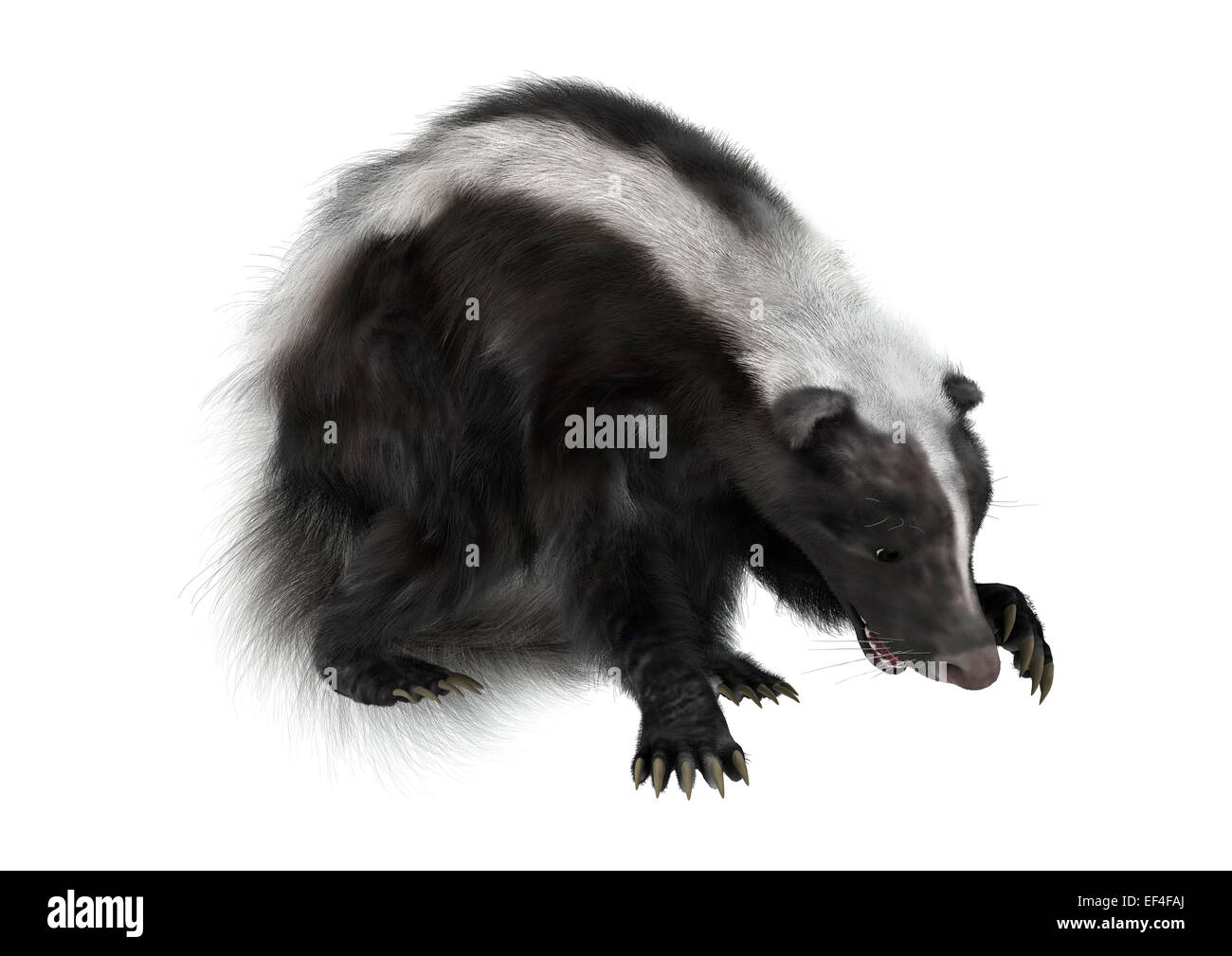 3D digital render of a skunk isolated on white background Stock Photo ...