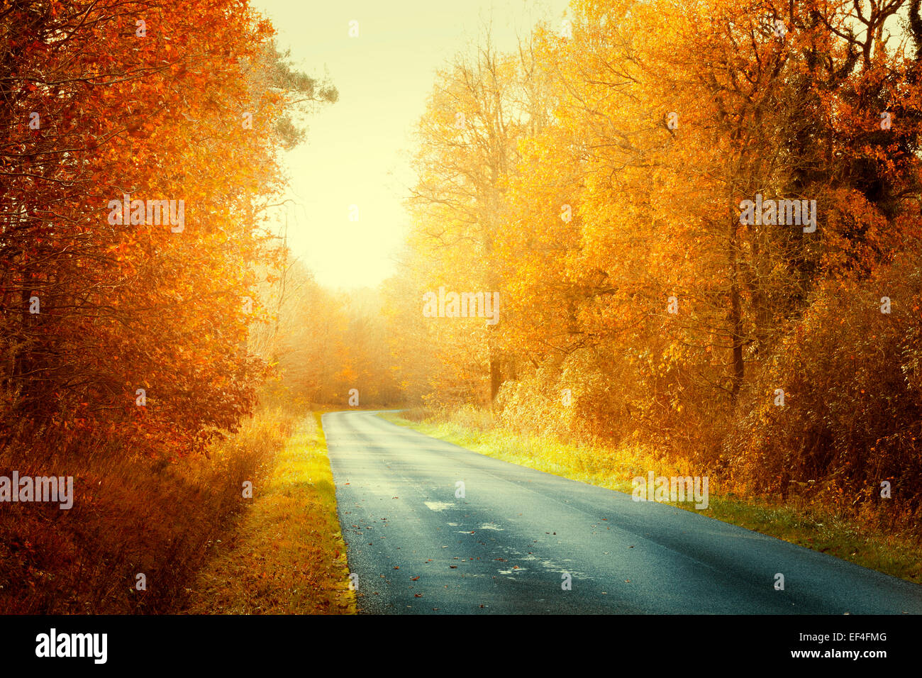 Roadway through woodlands hi-res stock photography and images - Alamy