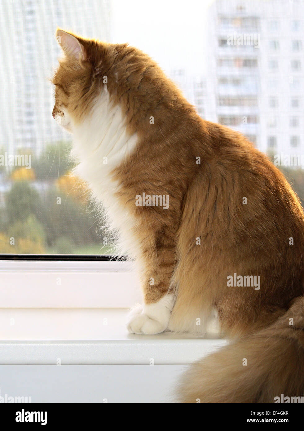 the pensive cat and the autumn Stock Photo - Alamy