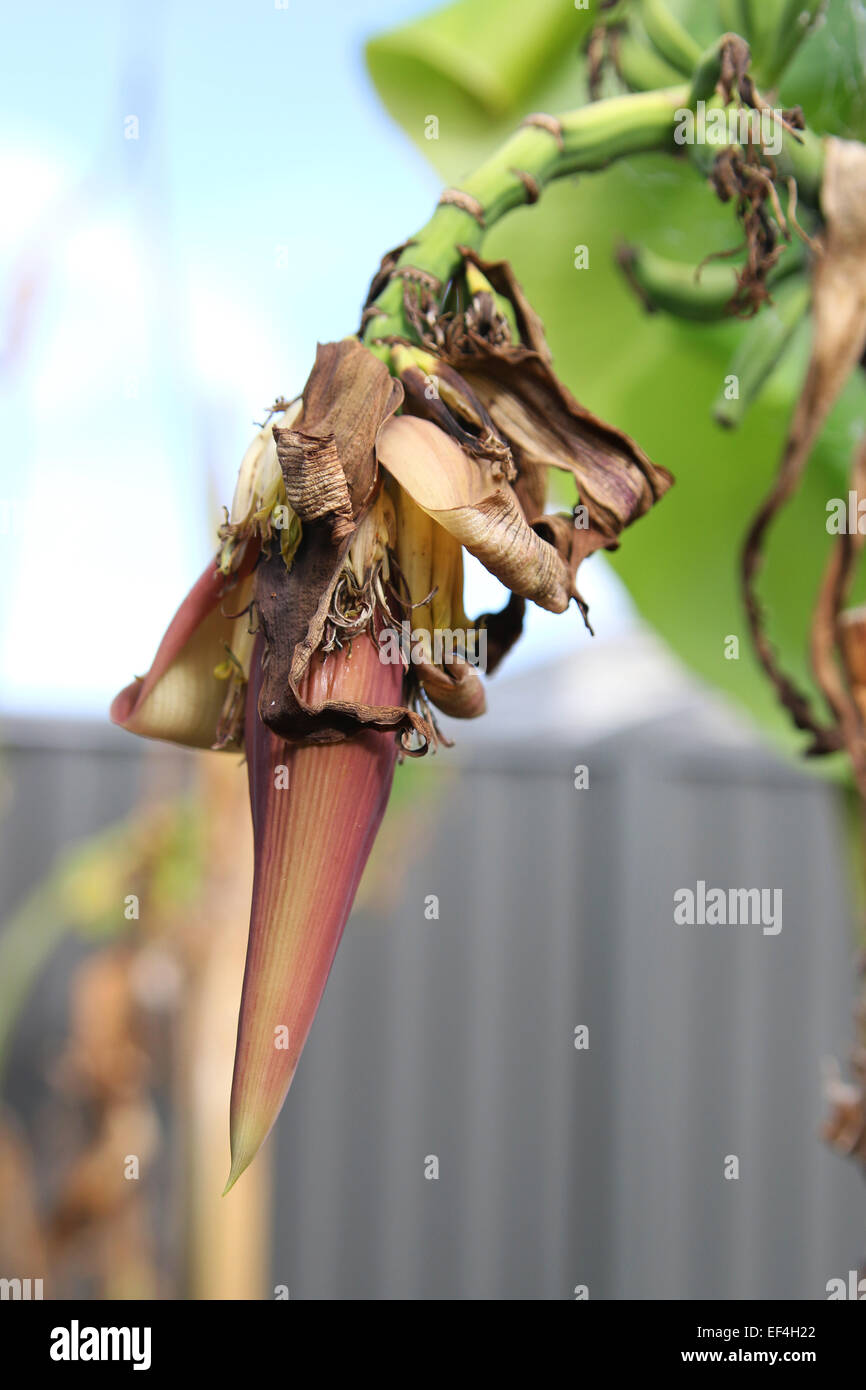 Banana tree flower hi-res stock photography and images - Alamy