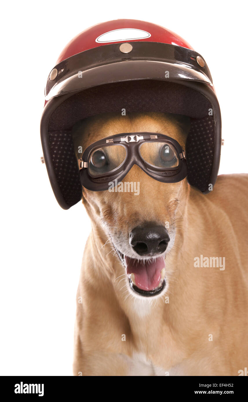 Funny crash helmet hi-res stock photography and images - Alamy