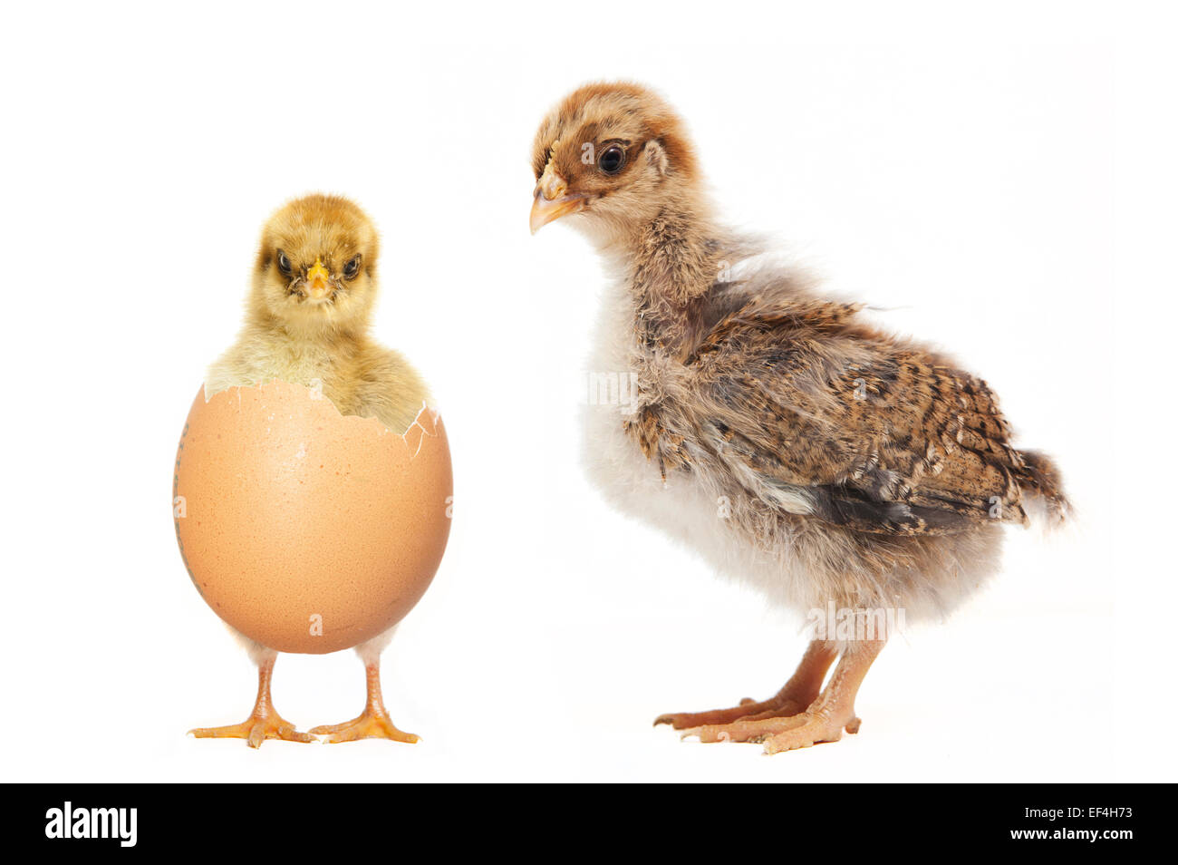 little chick hatching from an egg, a second look Stock Photo - Alamy