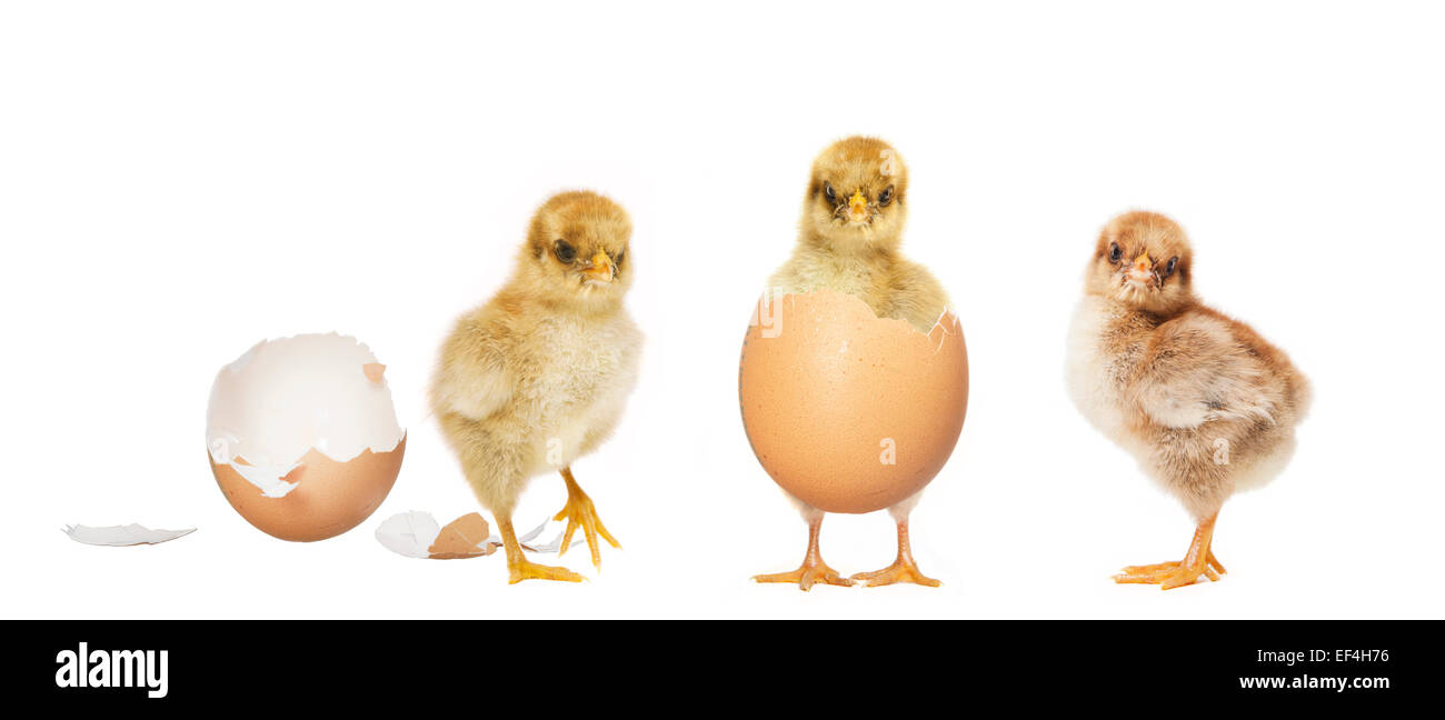 little chick hatching from an egg, others look to Stock Photo - Alamy