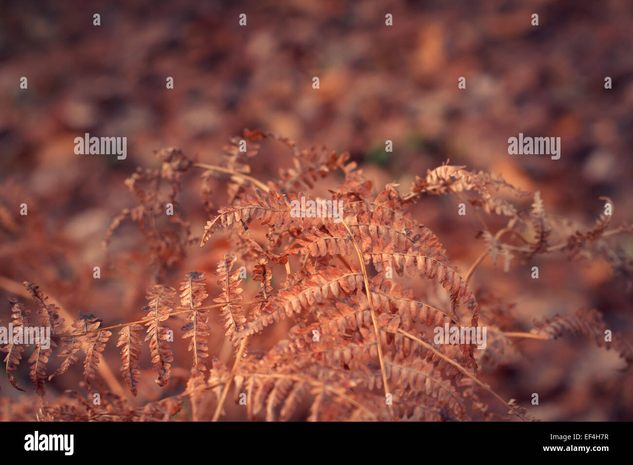 A fern in autumn hi-res stock photography and images - Alamy