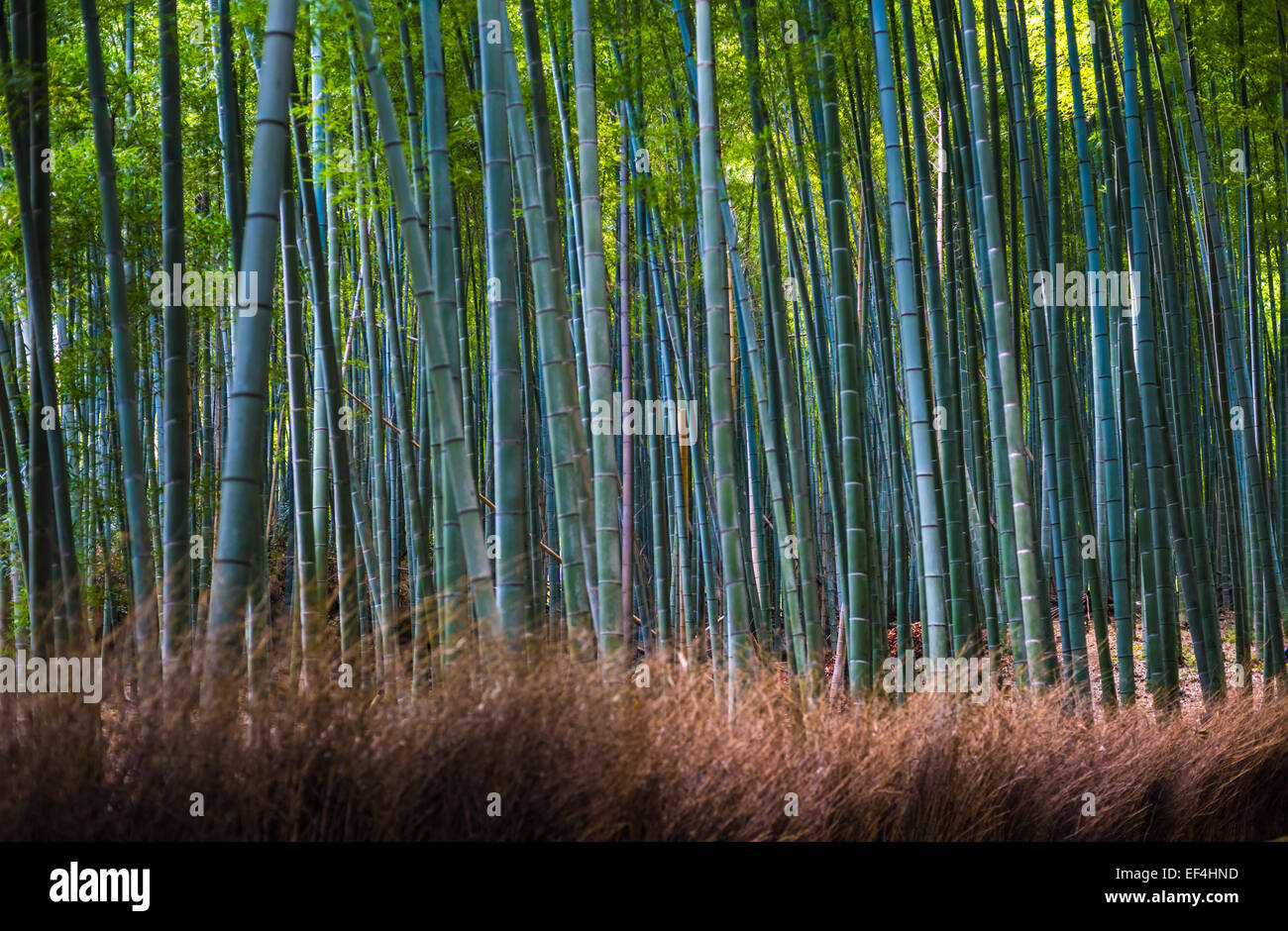 Walking in bamboo grove hi-res stock photography and images - Alamy
