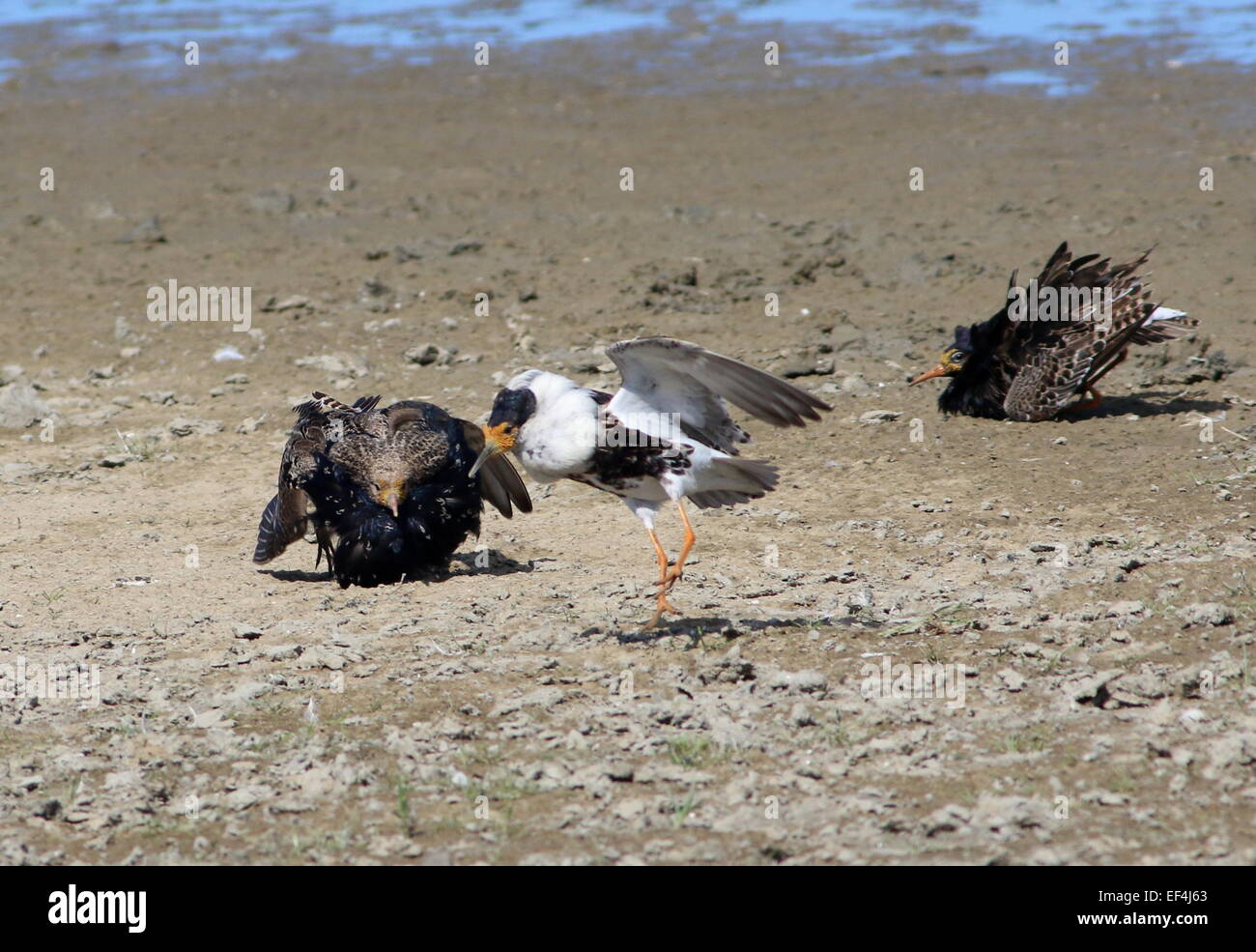 Mating behaviour male ruffs in hi-res stock photography and images - Alamy