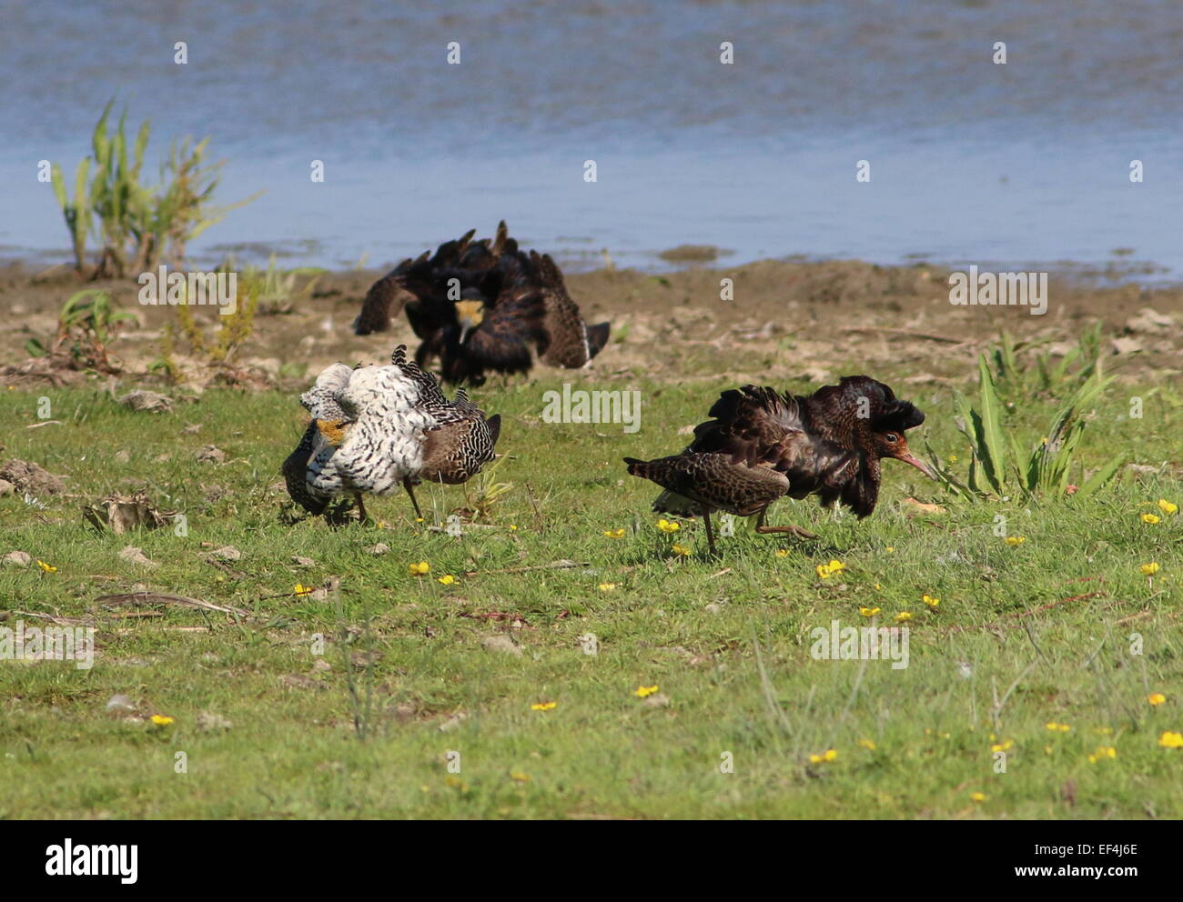 Ruff bird hi-res stock photography and images - Alamy