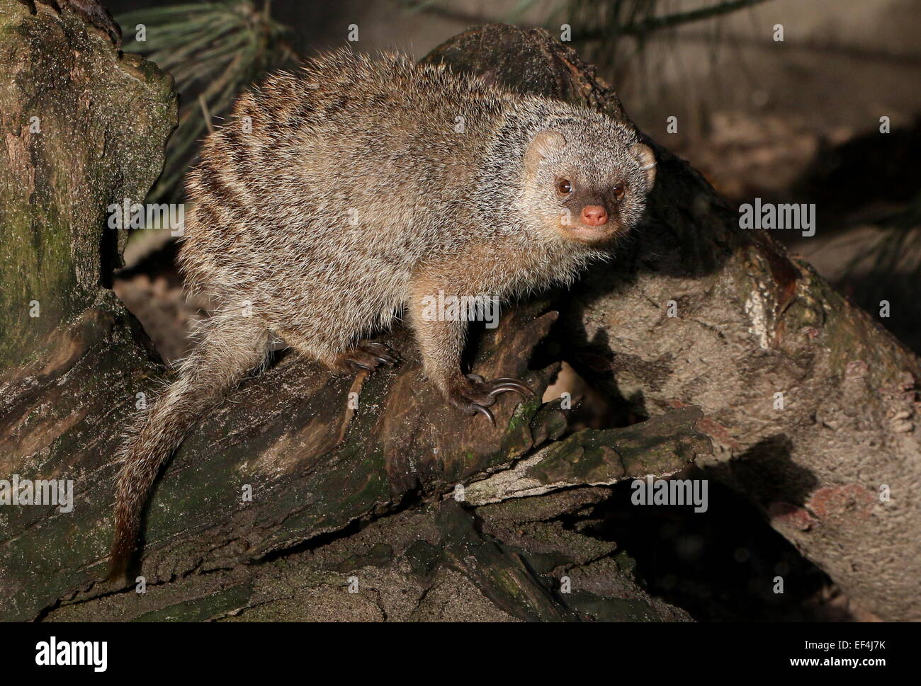 East African Banded mongoose (Mungos mungo) facing camera Stock Photo ...