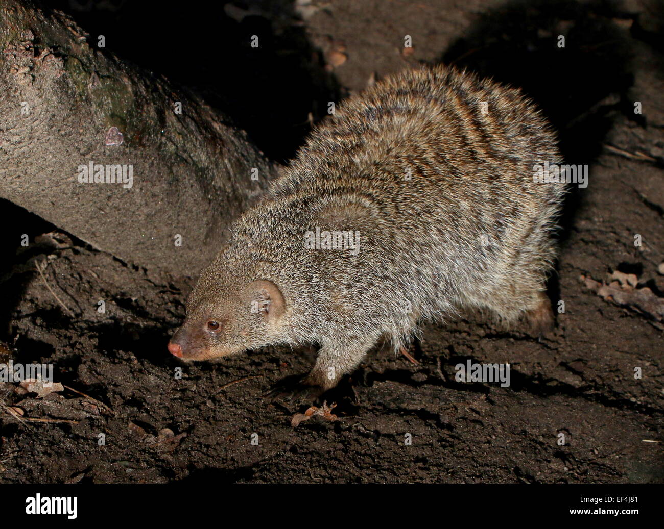 East African Banded mongoose (Mungos mungo) walking in close-up Stock ...