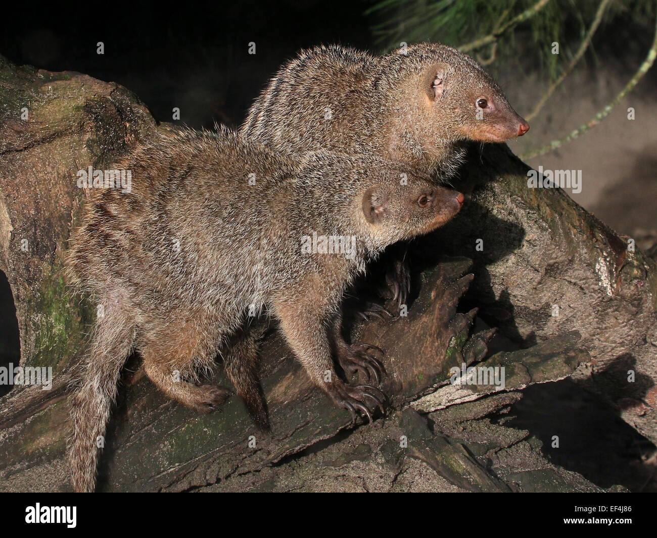 Pair of two East African Banded mongooses (Mungos mungo) posing ...