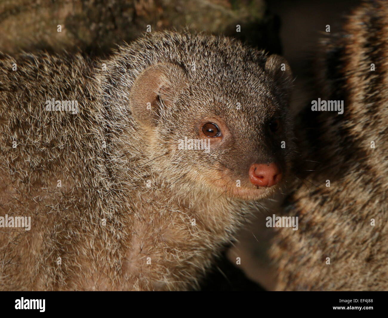 East African Banded mongoose (Mungos mungo) facing camera, close-up of ...