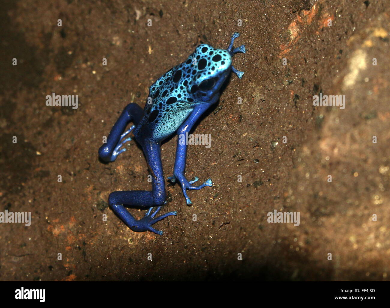 Bright blue South American Blue poison dart frog or arrow frog ...