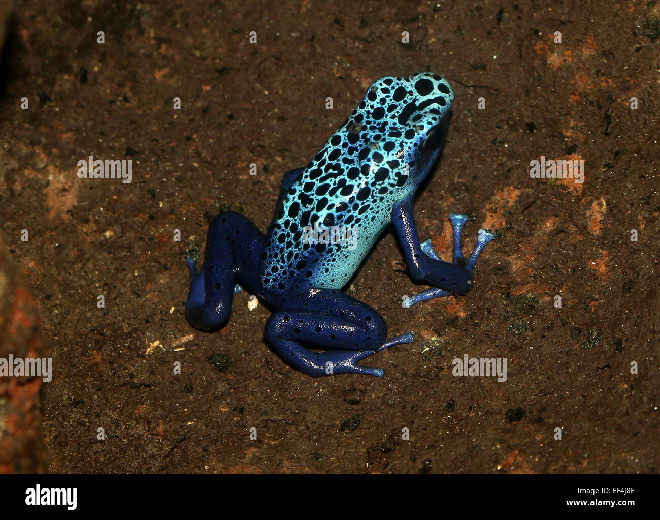 Bright blue South American Blue poison dart frog or arrow frog ...
