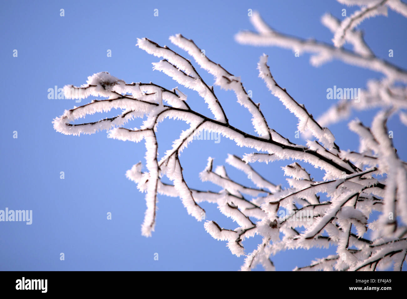 birch branches winter rime nature Stock Photo - Alamy