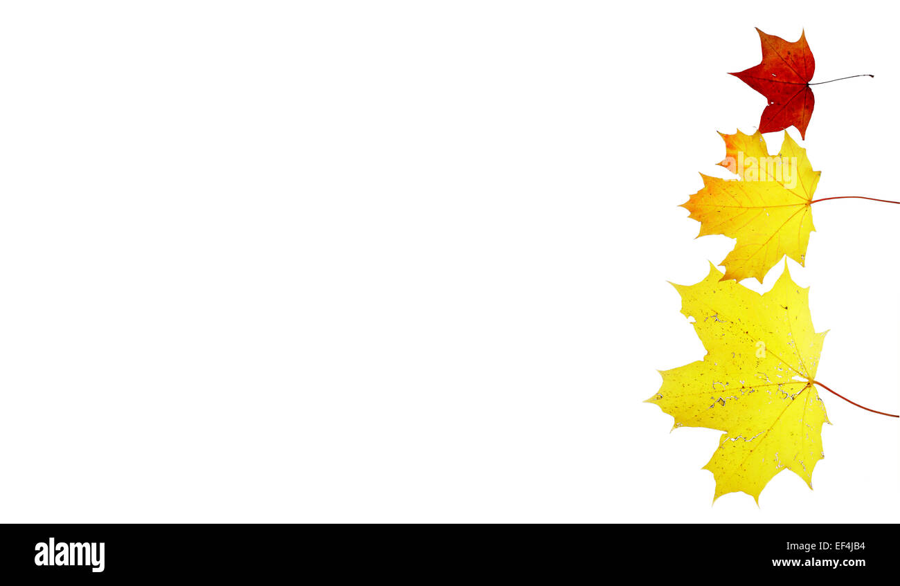 maple leaves autumn october september isolated herbarium decoration ...