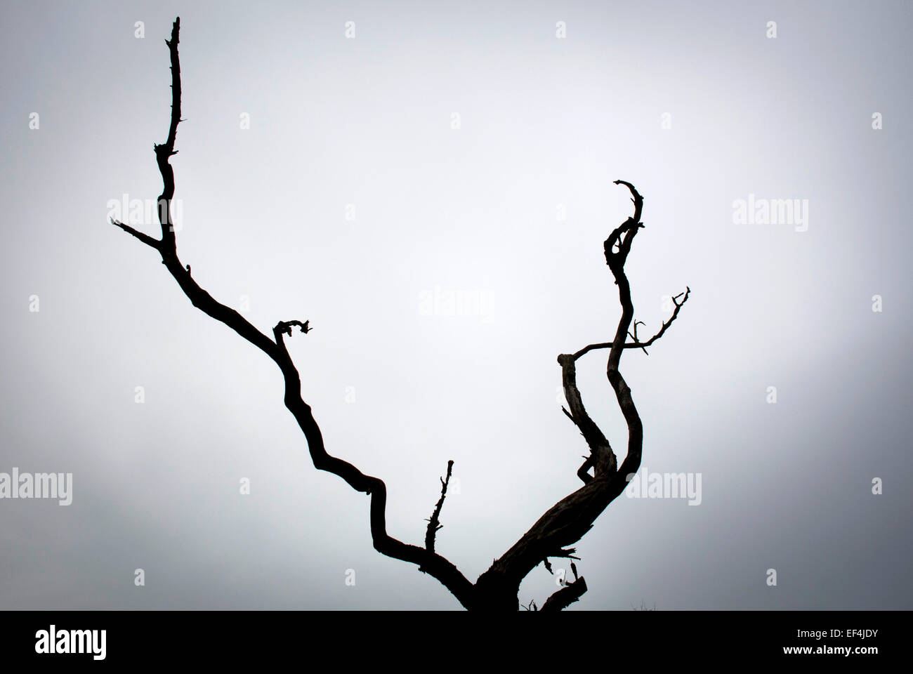 Scary Trees High Resolution Stock Photography and Images - Alamy
