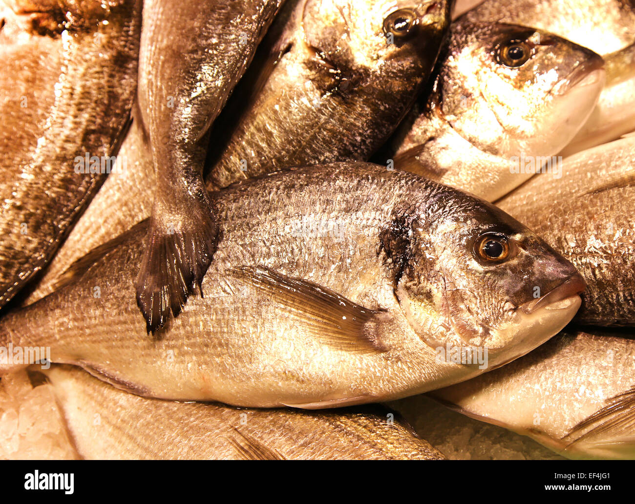 Seabream hi-res stock photography and images - Alamy