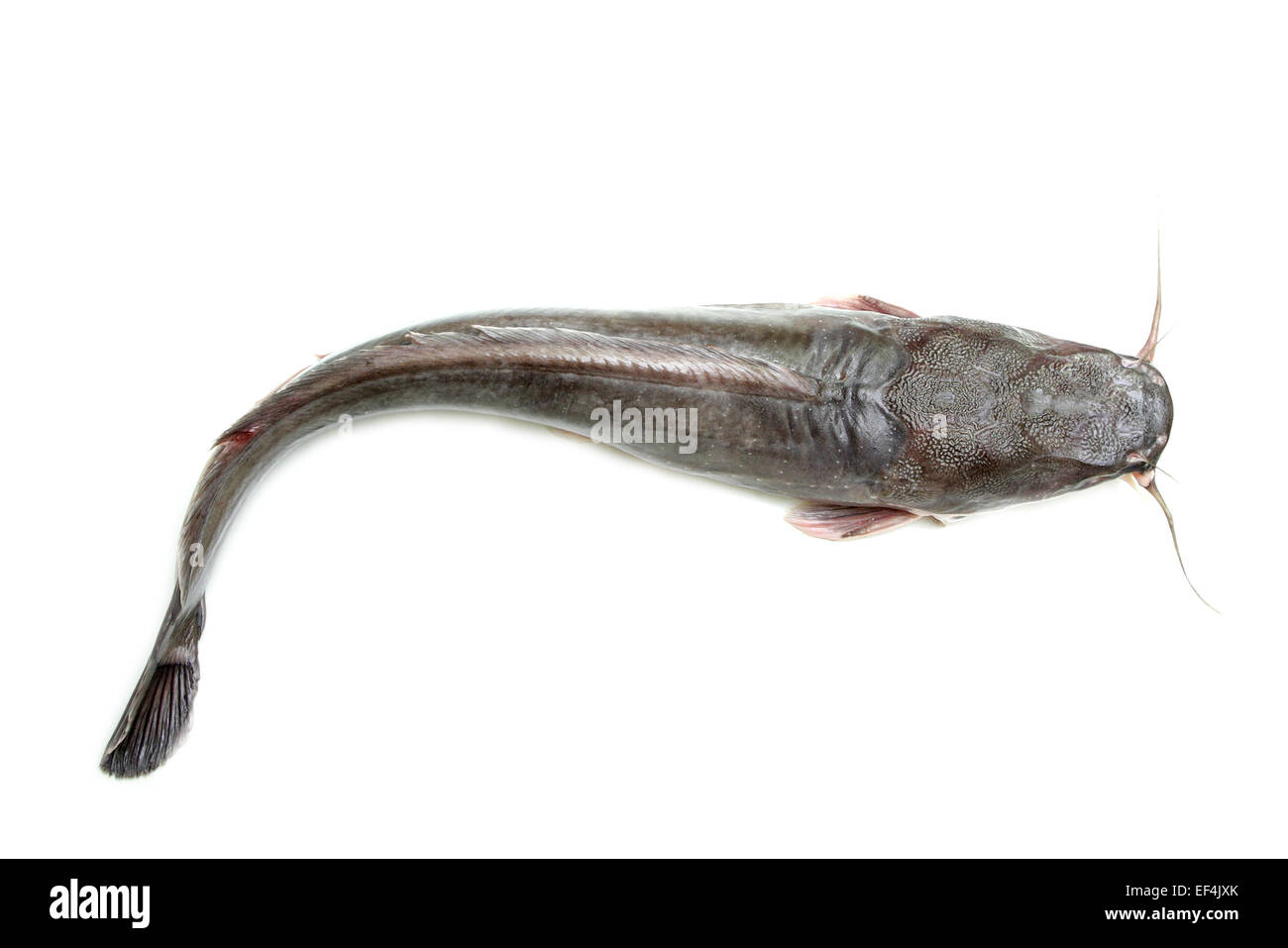 Fresh catfish moustache on white hi-res stock photography and images ...