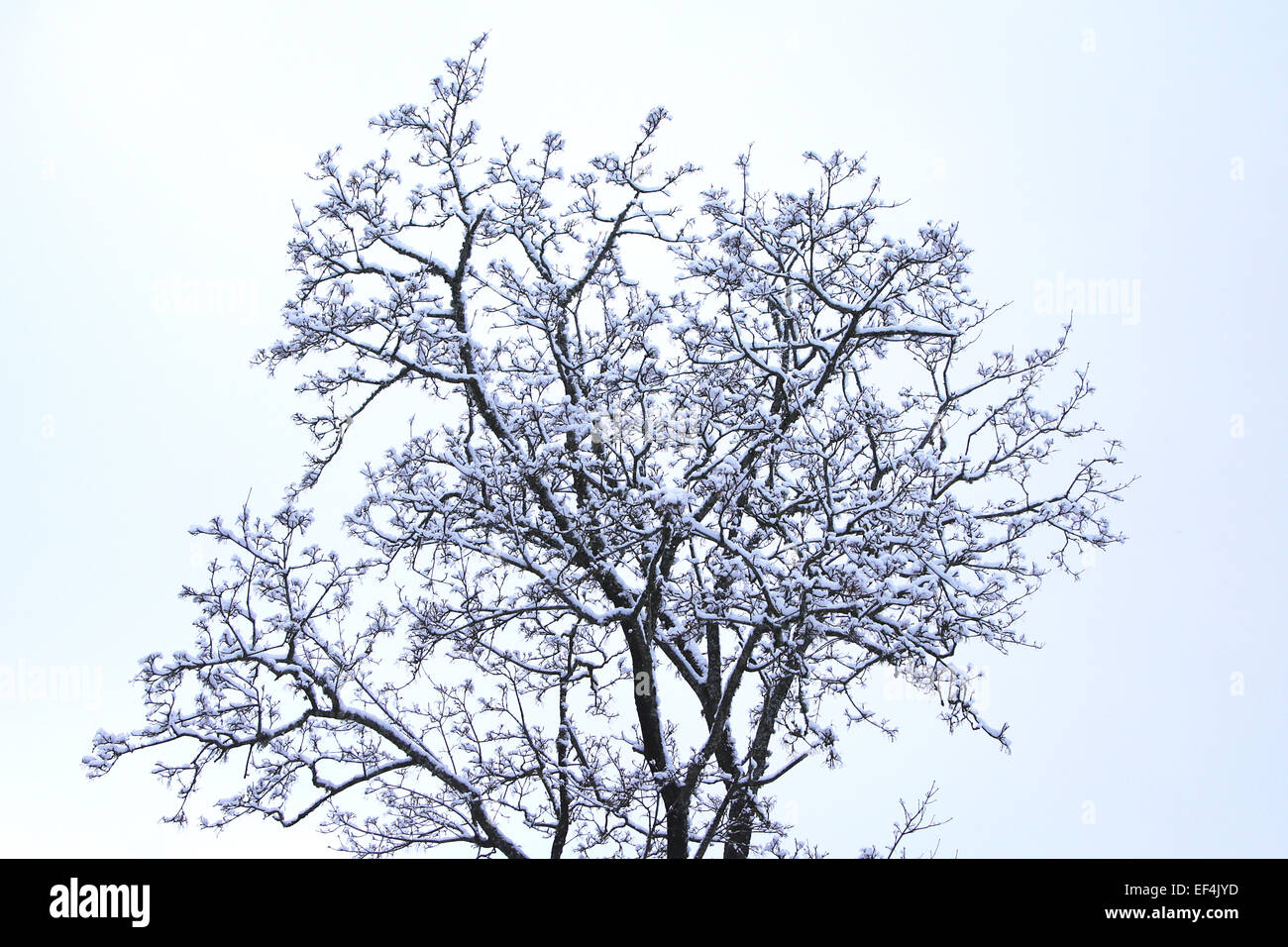 different winter trees under snow on frosty days Stock Photo - Alamy