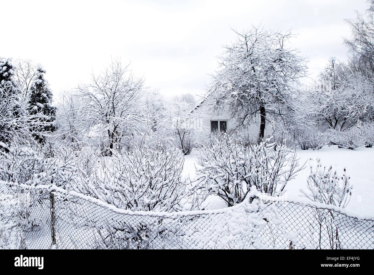 different winter trees under snow on frosty days Stock Photo - Alamy