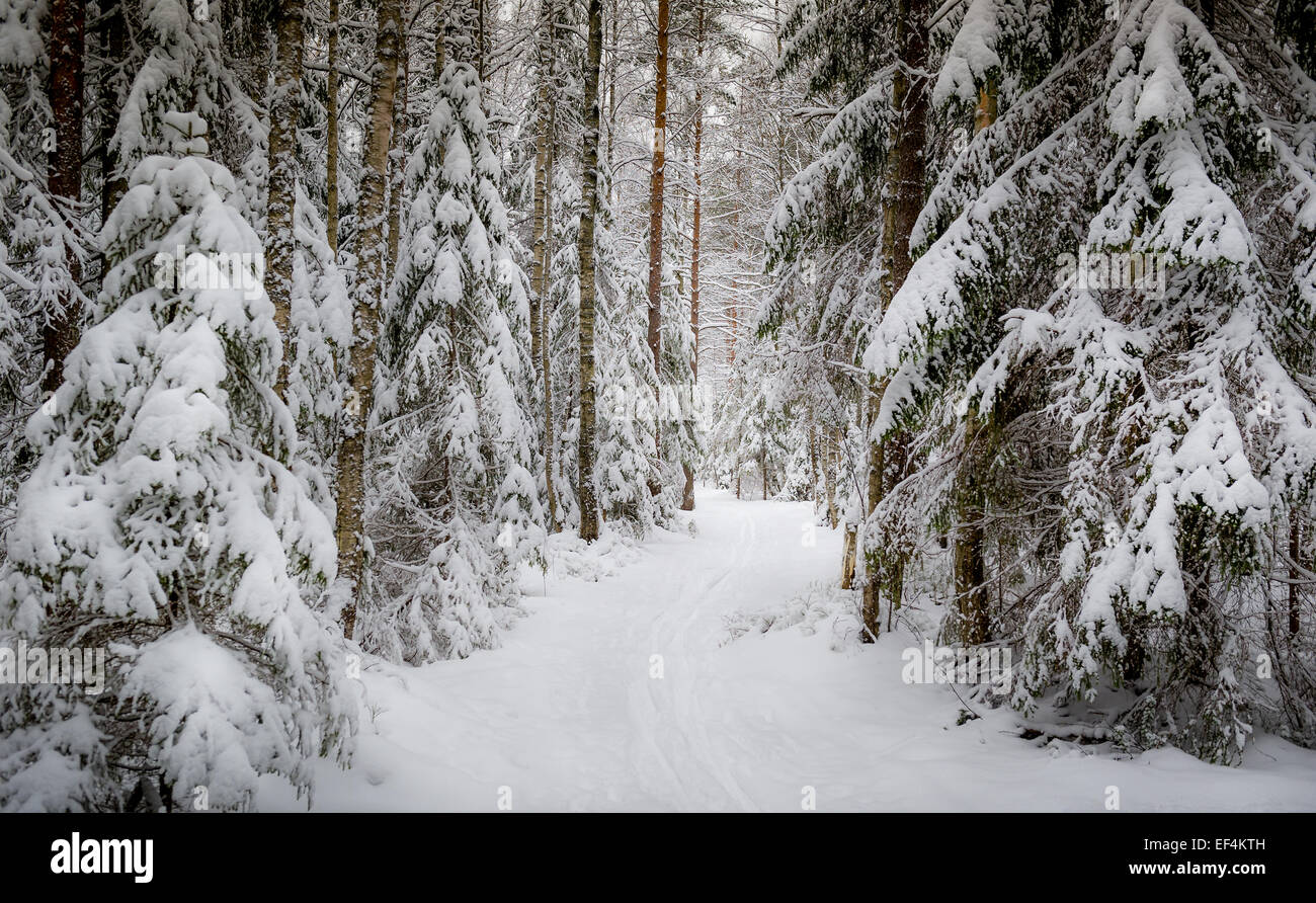Cold winter walk hi-res stock photography and images - Alamy
