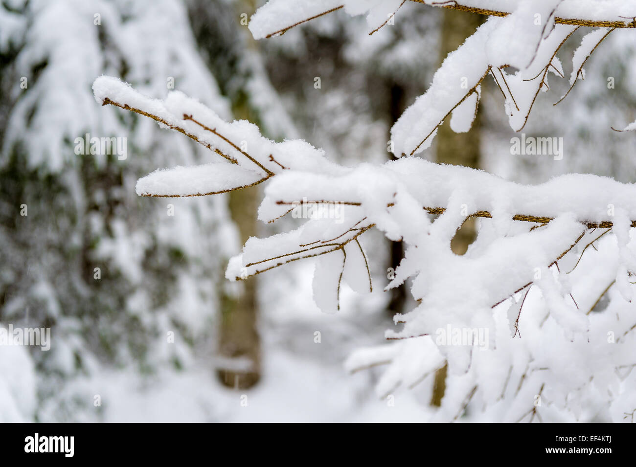 Tree branch in snow Stock Photo - Alamy